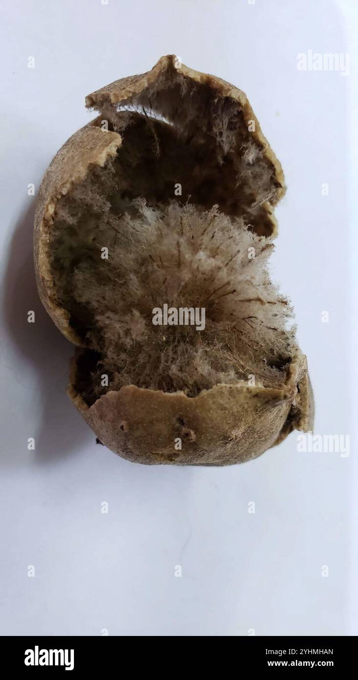 Spongy Oak Apple Gall Wasp (Amphibolips confluenta Stock Photo - Alamy
