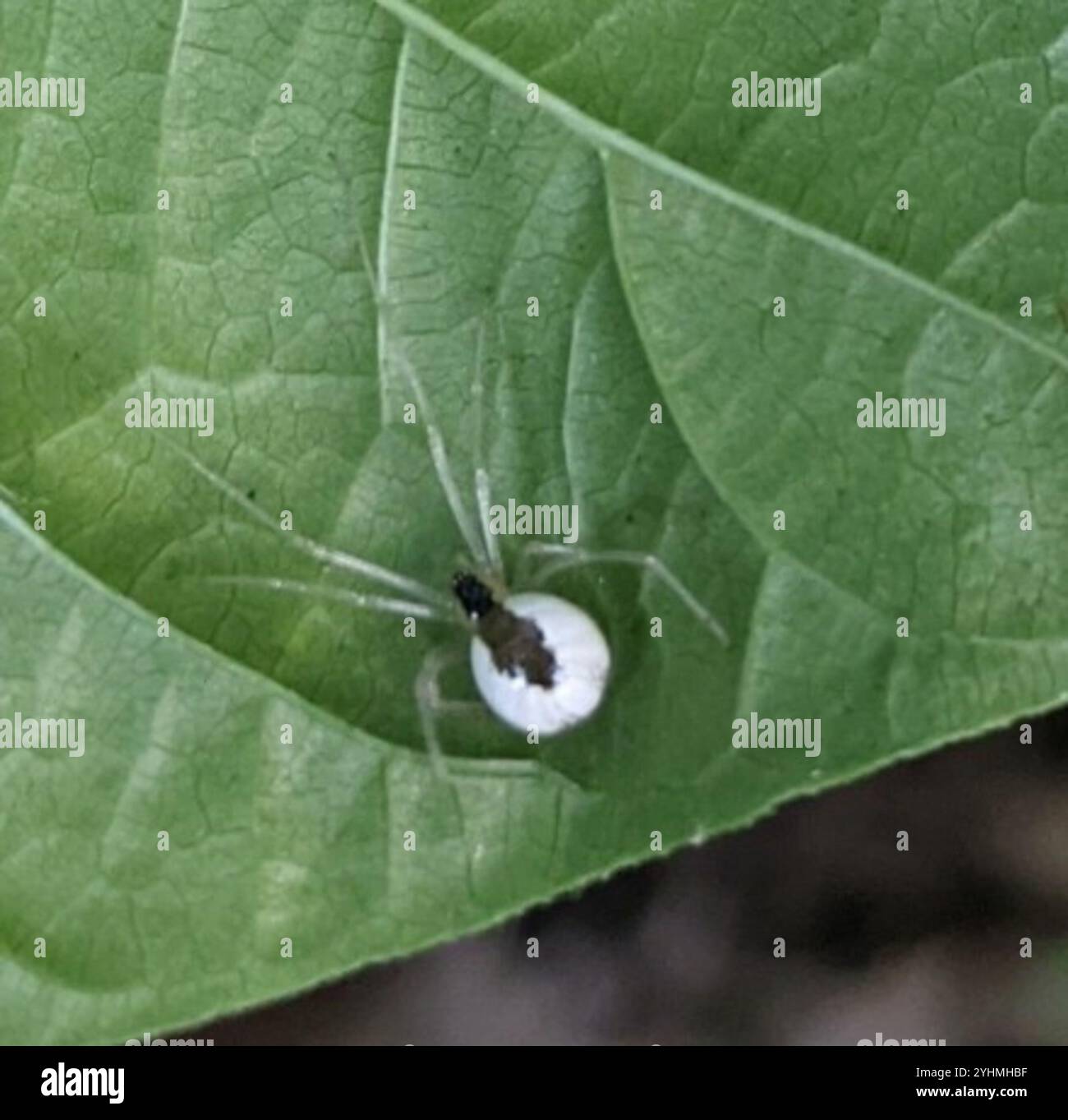 Comb-footed Spiders (Theridiidae Stock Photo - Alamy