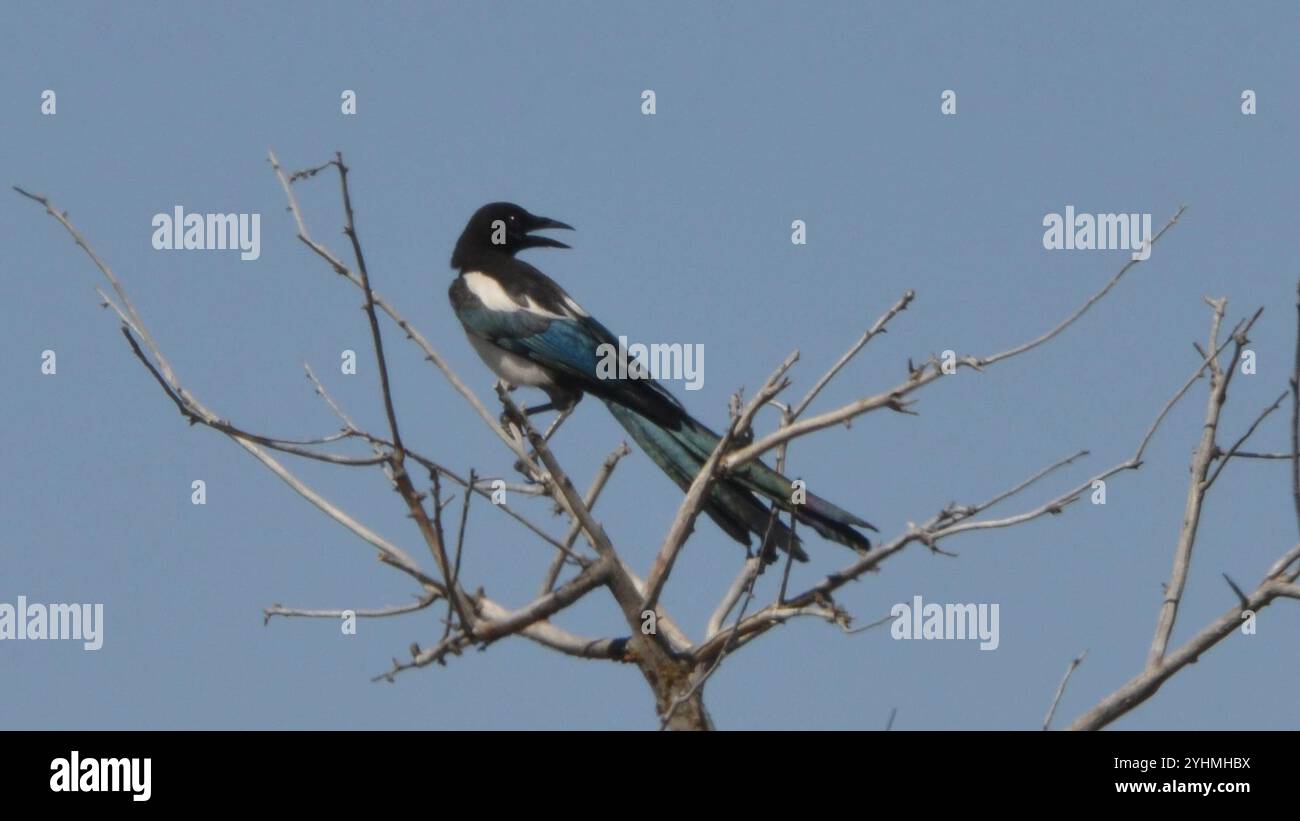 Black-billed Magpie (Pica hudsonia Stock Photo - Alamy