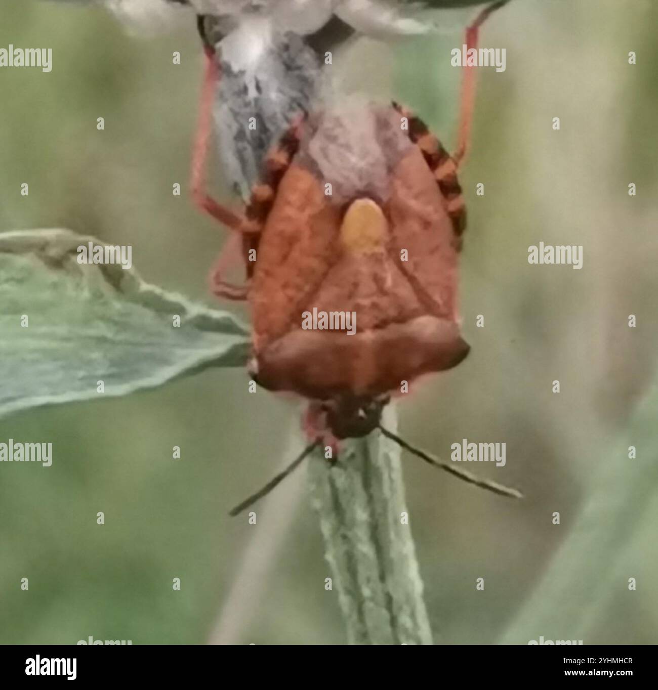 Black-shouldered Shieldbug (Carpocoris purpureipennis Stock Photo - Alamy