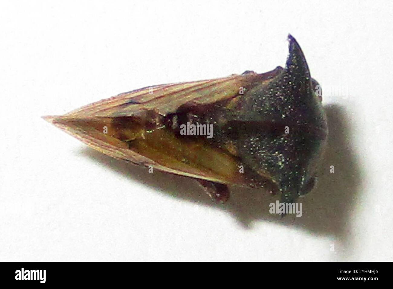 Typical Treehoppers (Membracidae Stock Photo - Alamy