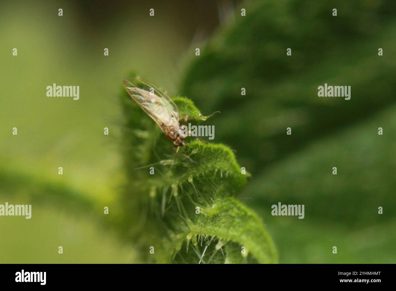 Psylloidea hi-res stock photography and images - Alamy