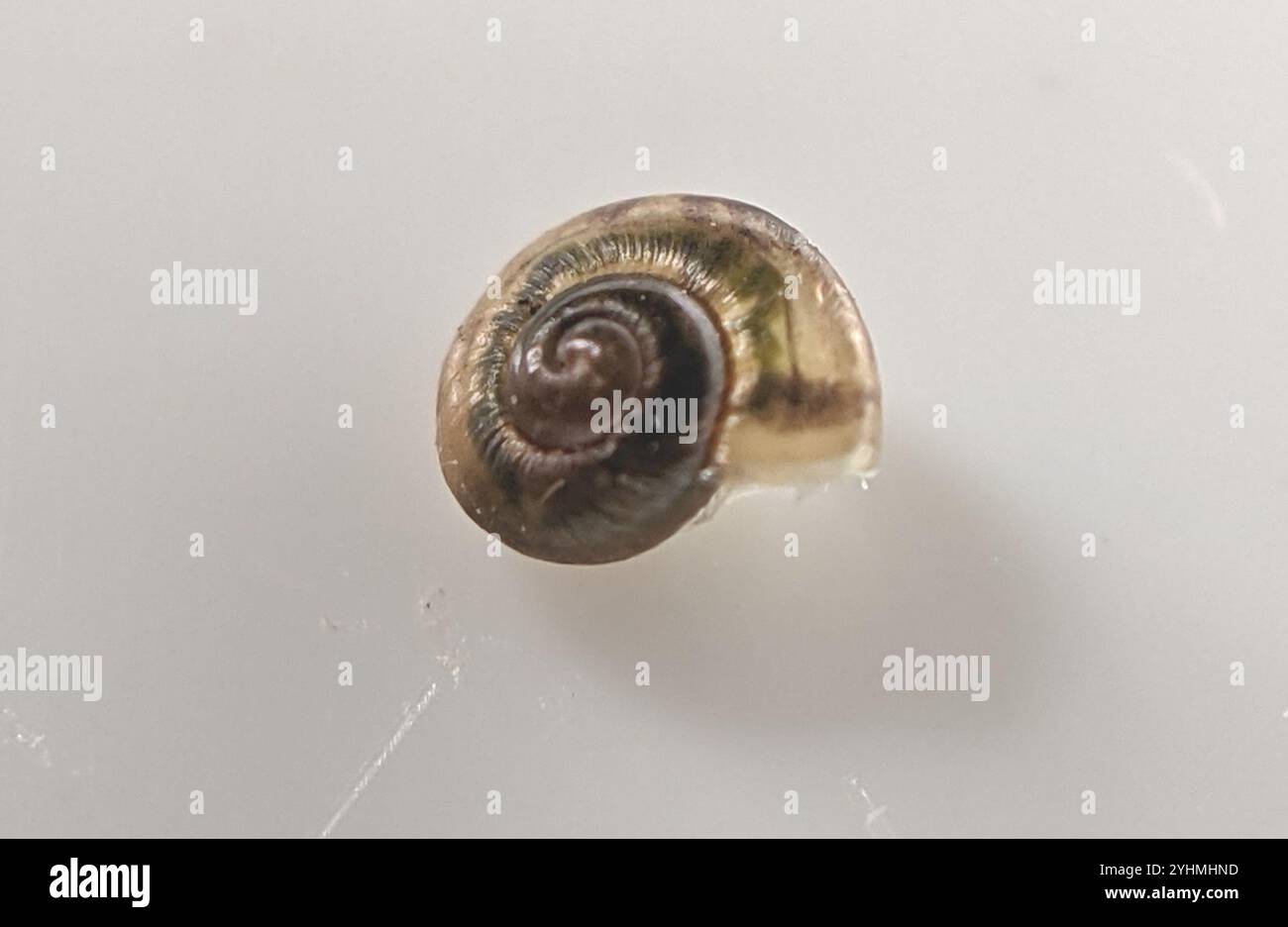 Common Land Snails and Slugs (Stylommatophora Stock Photo - Alamy