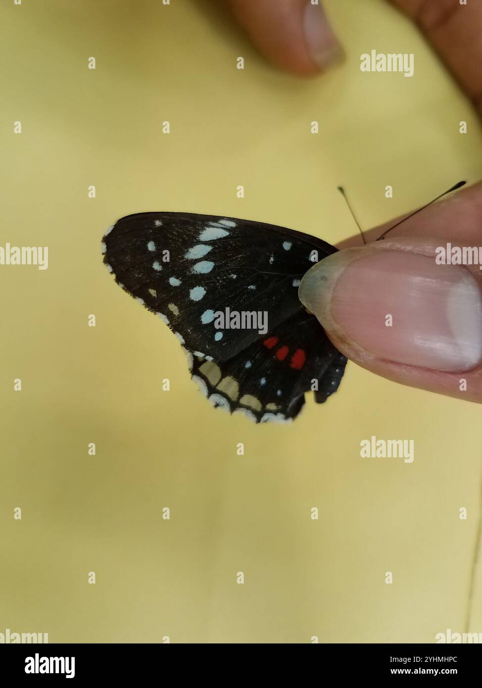 Simple Patch (Chlosyne hippodrome Stock Photo - Alamy