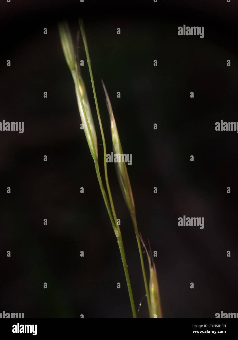Flattened Oatgrass (Danthonia compressa Stock Photo - Alamy