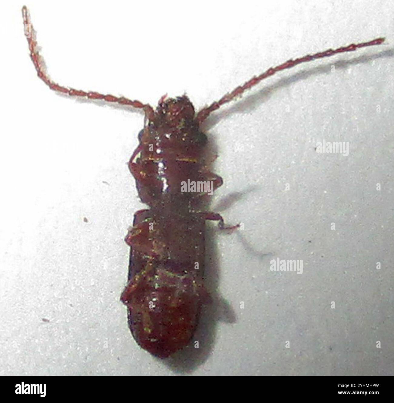 Lined flat bark beetles hi-res stock photography and images - Alamy