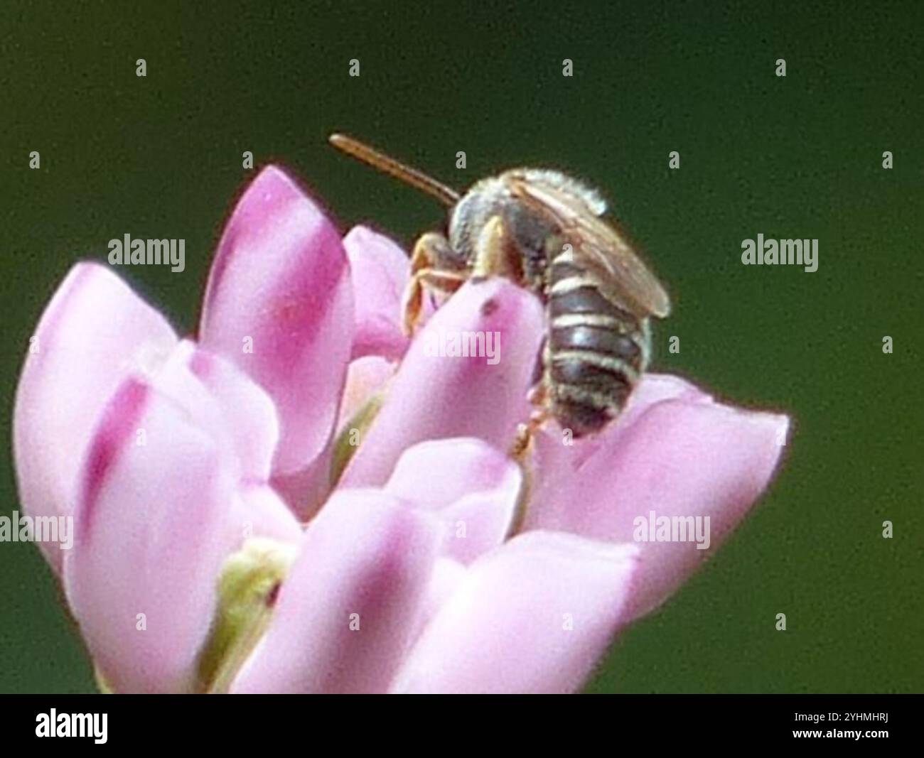 Ligated Furrow Bee (Halictus ligatus Stock Photo - Alamy
