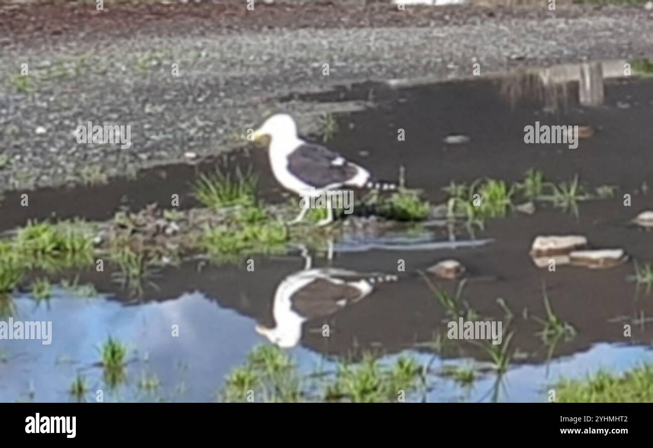 Southern Black-backed Gull (Larus dominicanus dominicanus Stock Photo ...
