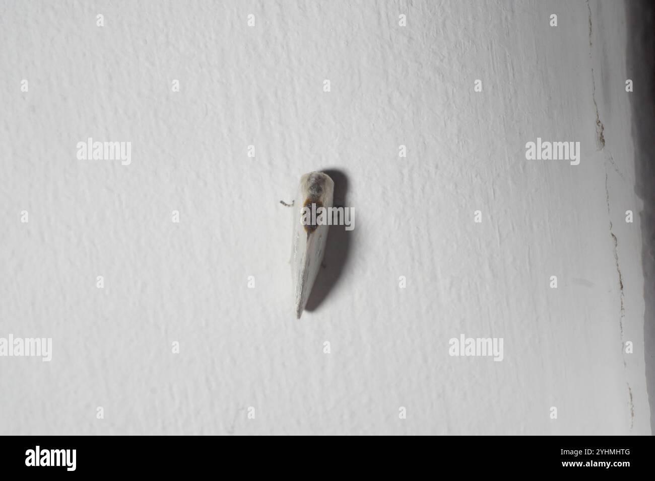 Chinese Character (Cilix glaucata Stock Photo - Alamy