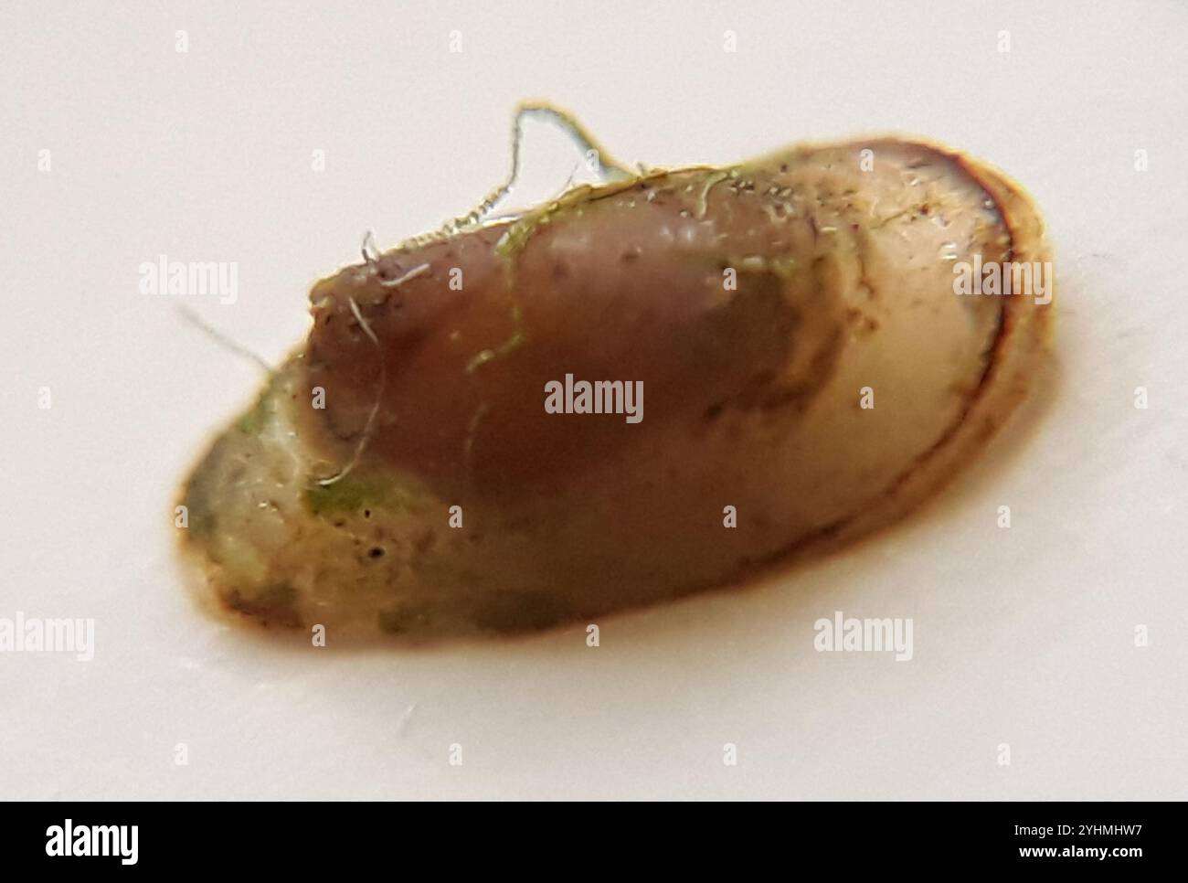 Lake Limpet (Acroloxus lacustris Stock Photo - Alamy