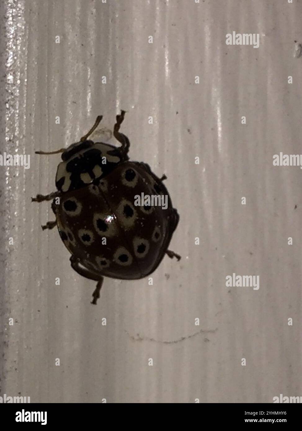 Eye spotted lady beetle hi-res stock photography and images - Alamy