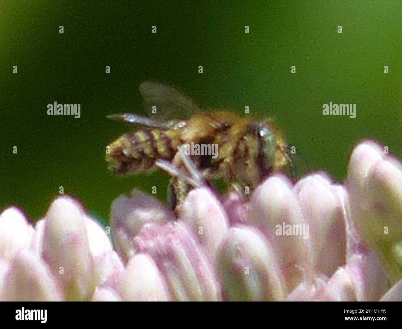 Alfalfa leafcutter bee megachile rotundata hi-res stock photography and ...