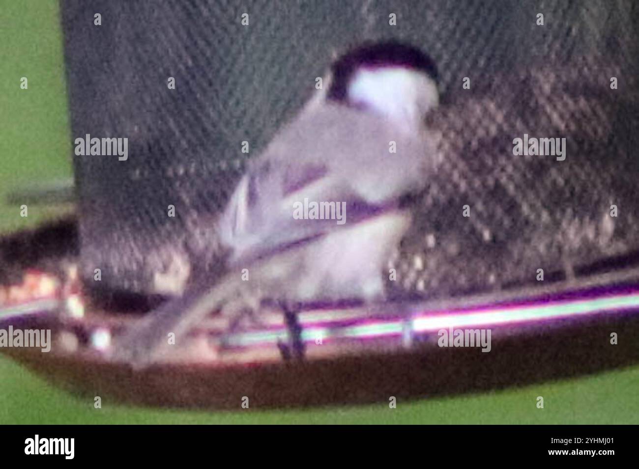Carolina Chickadee (Poecile carolinensis Stock Photo - Alamy