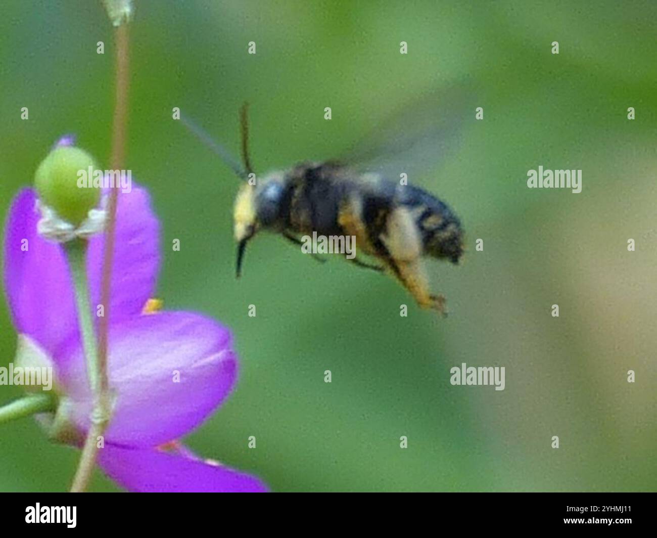 Melissodes bimaculatus hi-res stock photography and images - Alamy