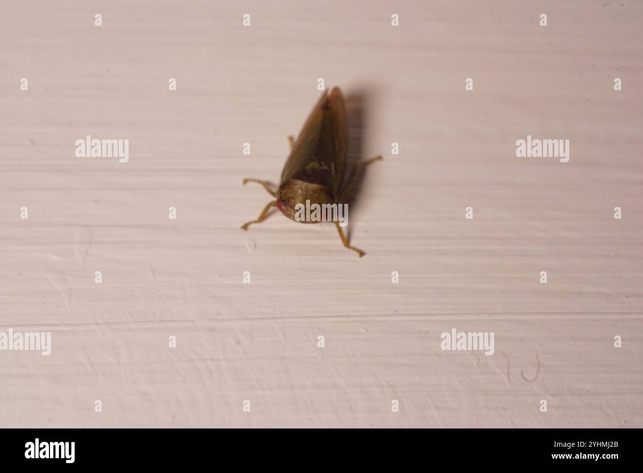 oak leafhopper (Iassus lanio Stock Photo - Alamy