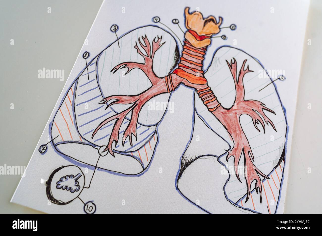 ink drawing of the structure of the human respiratory organ lungs with ...