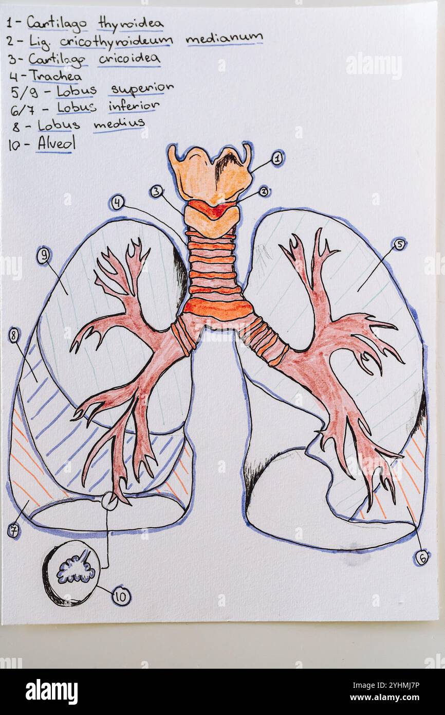 ink drawing of the structure of the human respiratory organ lungs with ...