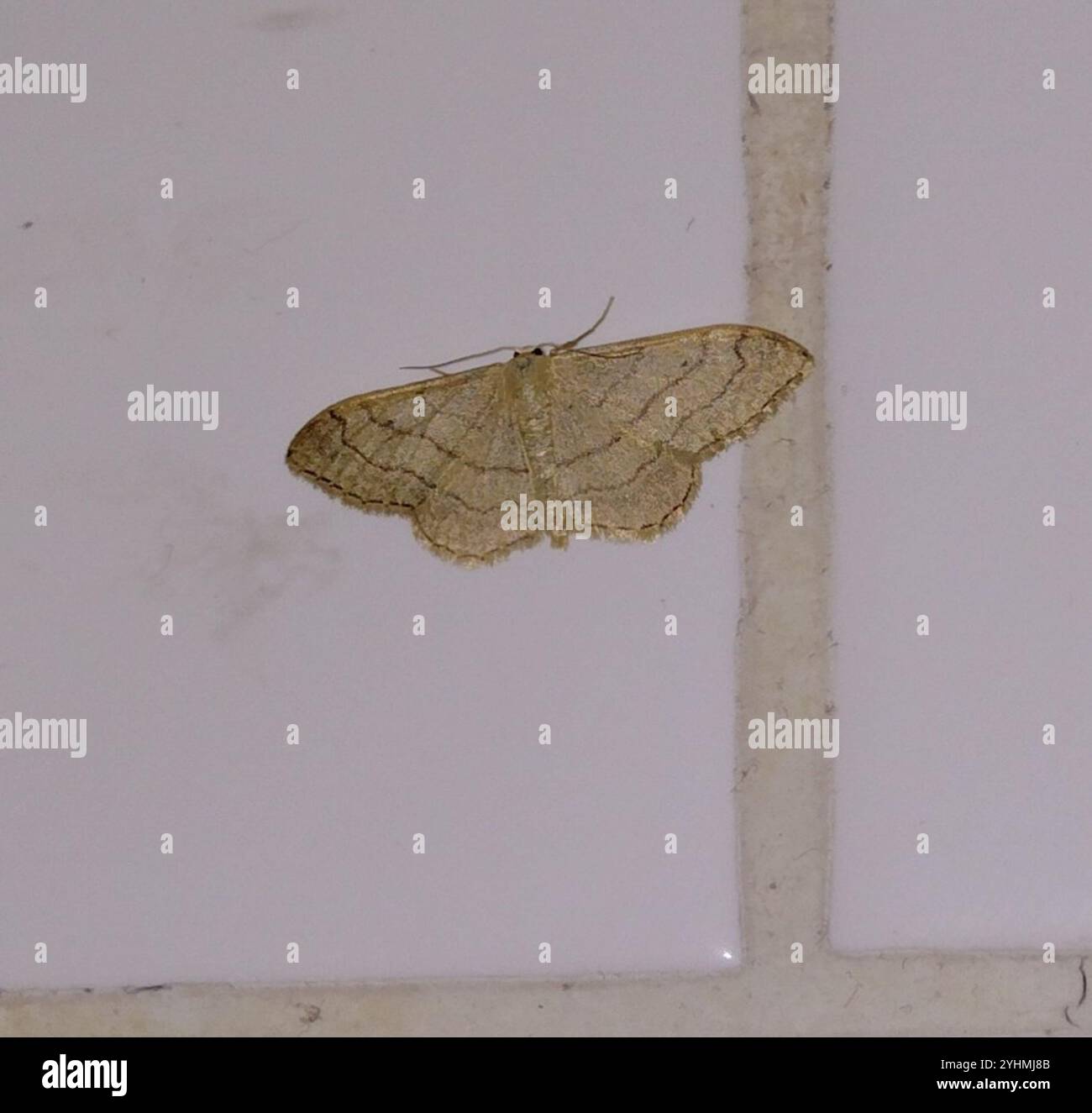 Riband Wave (Idaea aversata Stock Photo - Alamy
