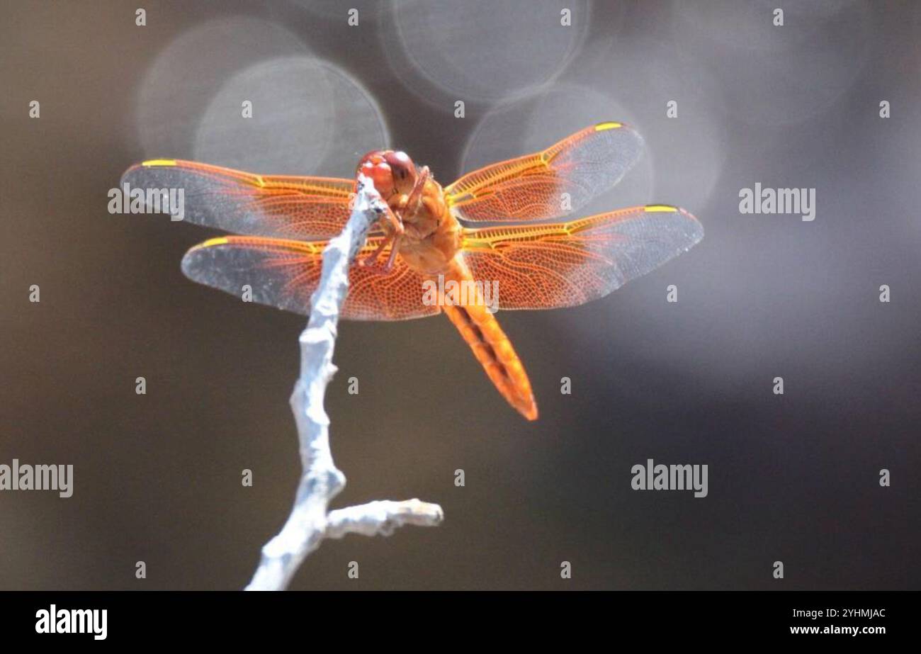 Flame Skimmer (Libellula saturata Stock Photo - Alamy