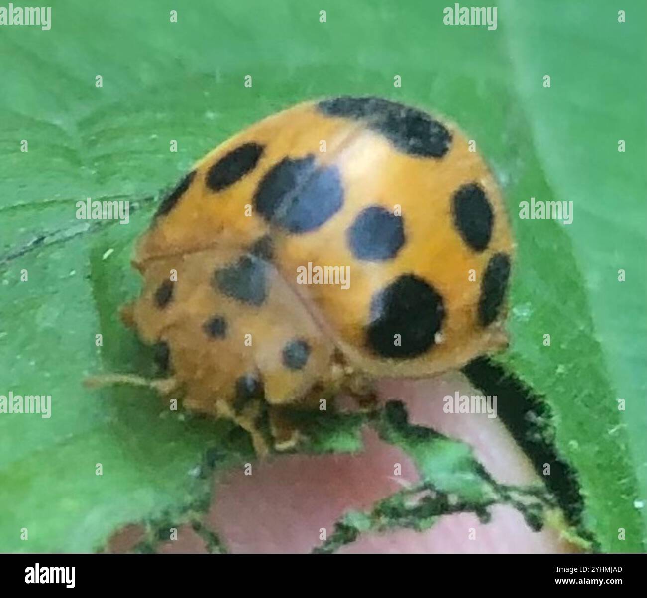 Squash Lady Beetle (Epilachna borealis Stock Photo - Alamy