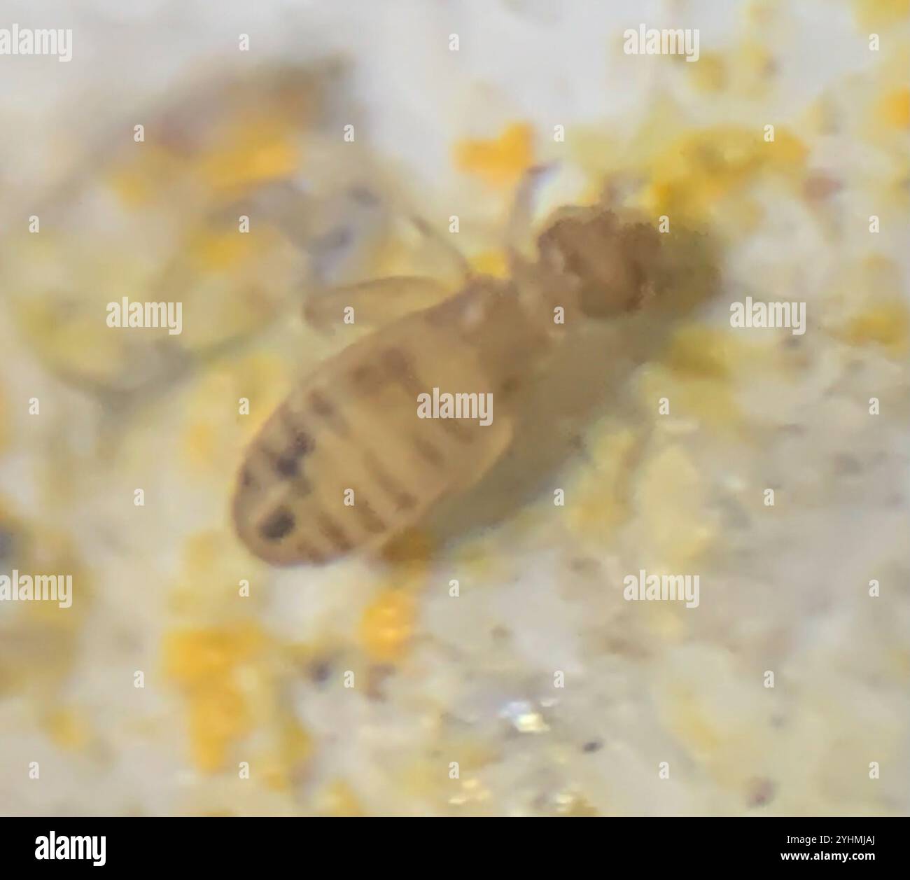 Barklice, Booklice, and Parasitic Lice (Psocodea Stock Photo - Alamy