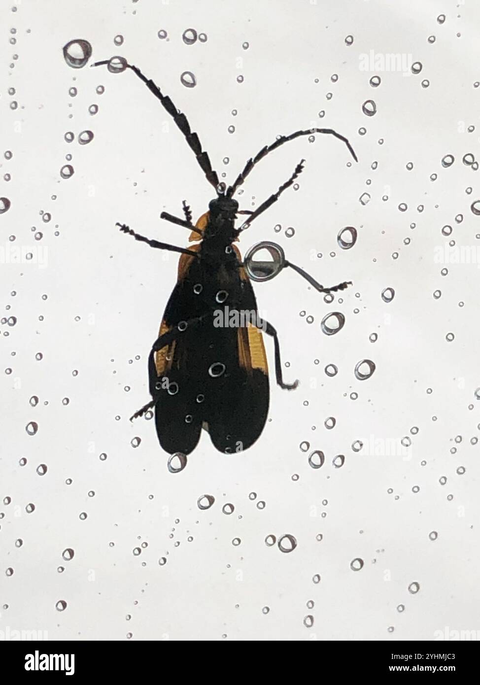 Reticulated net winged beetle hi-res stock photography and images - Alamy