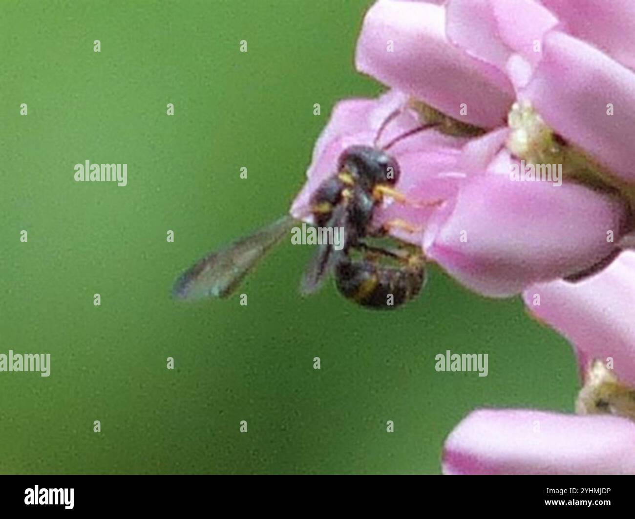 Square-headed Wasps, Sand Wasps, and Allies (Crabronidae Stock Photo ...