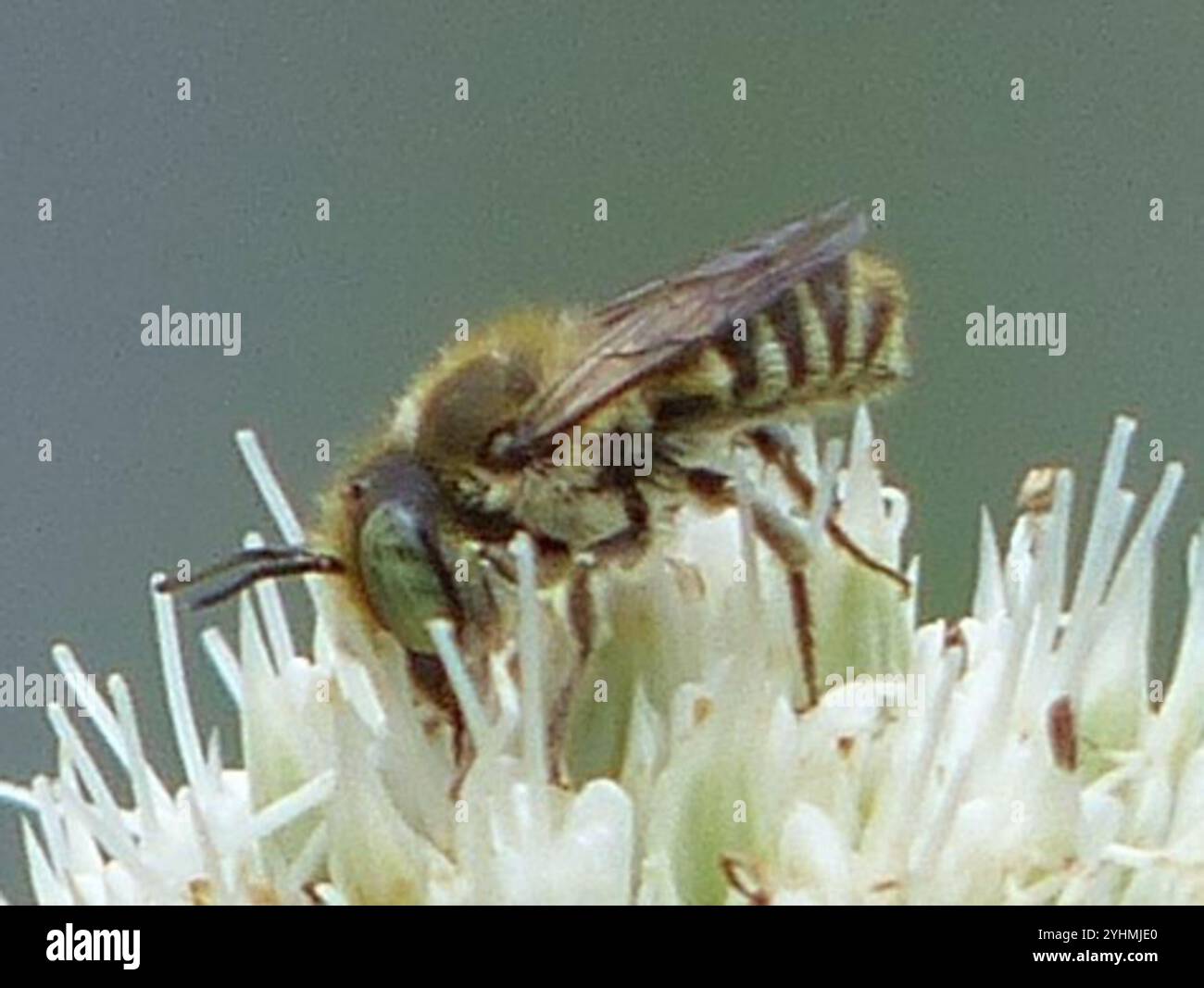 Alfalfa leafcutter bee megachile rotundata hi-res stock photography and ...