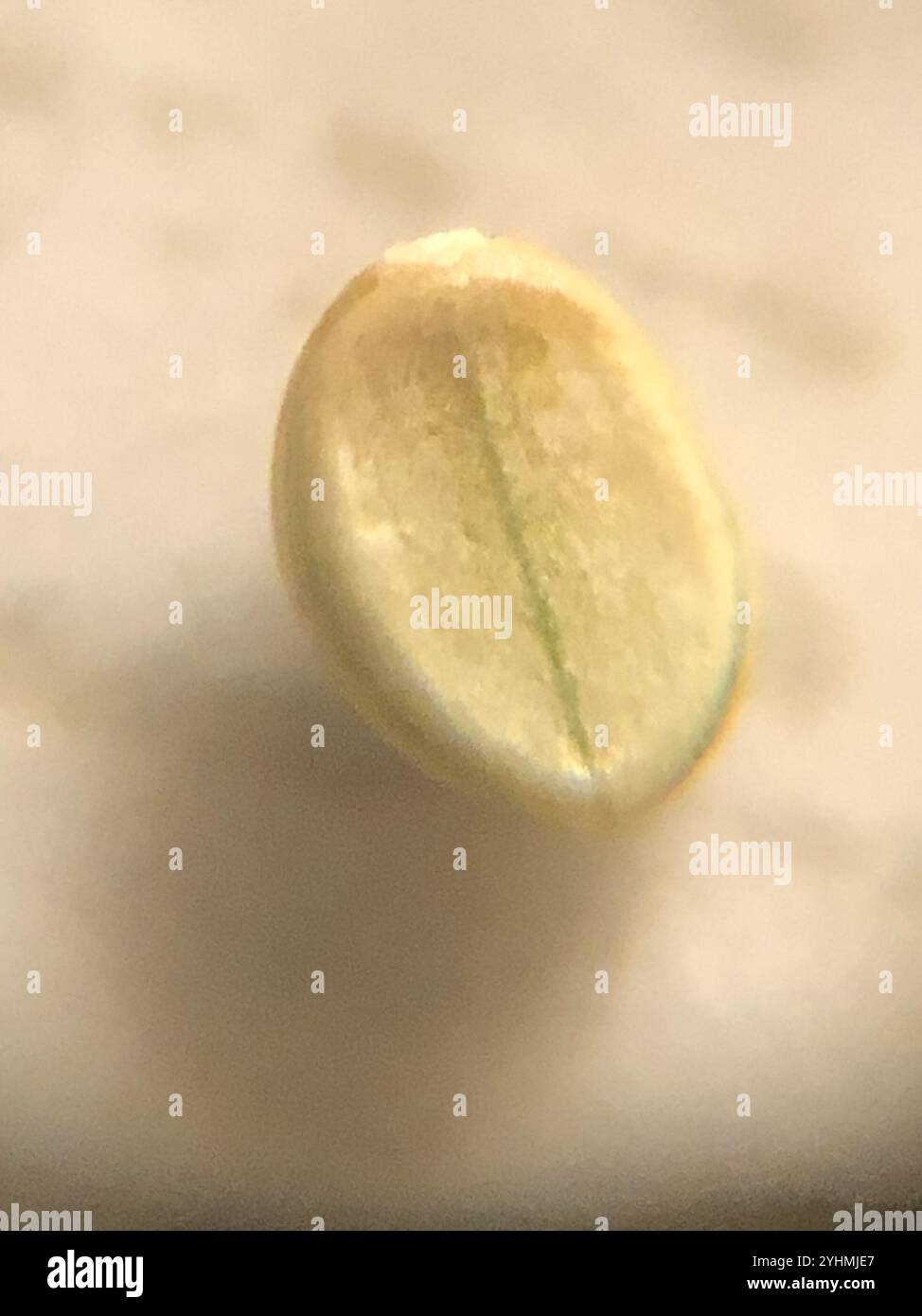 Thin Paspalum (Paspalum setaceum Stock Photo - Alamy