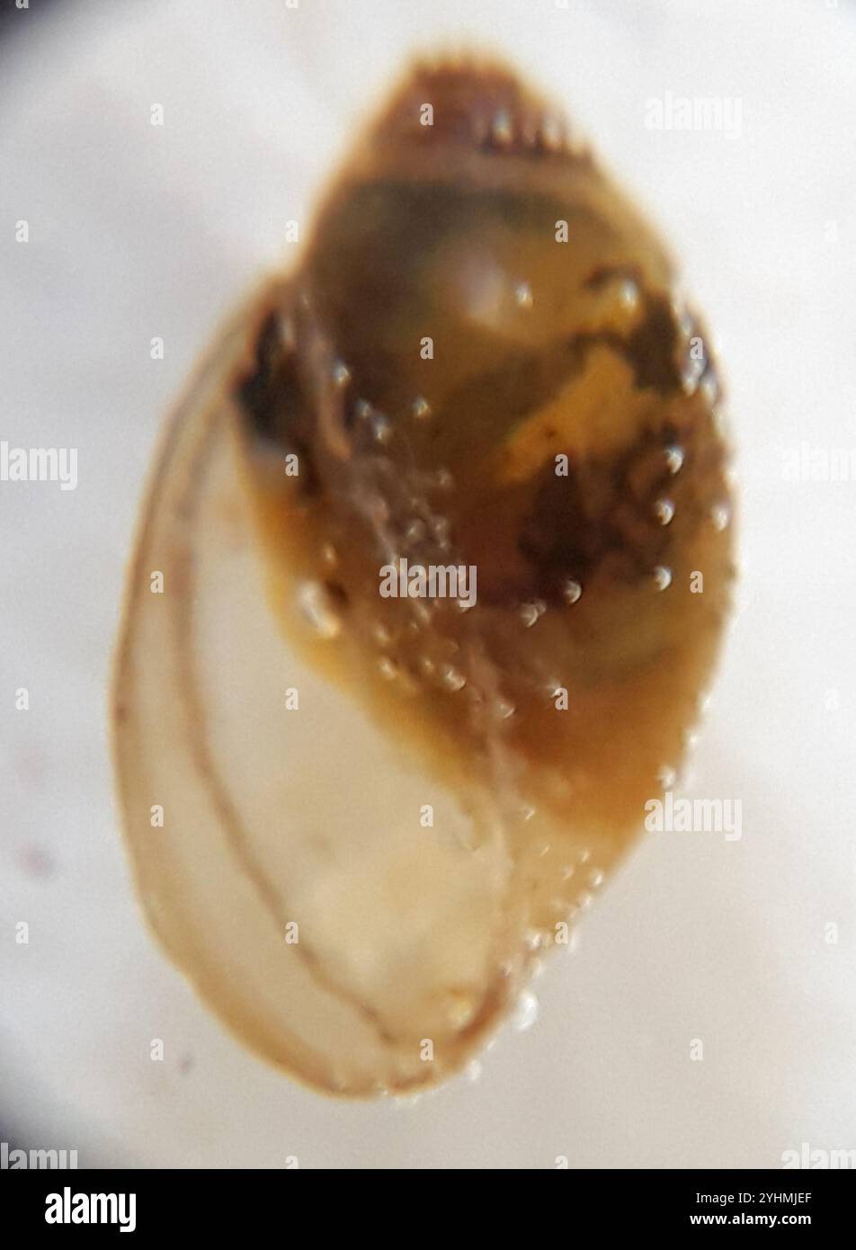 Physa snail hi-res stock photography and images - Alamy