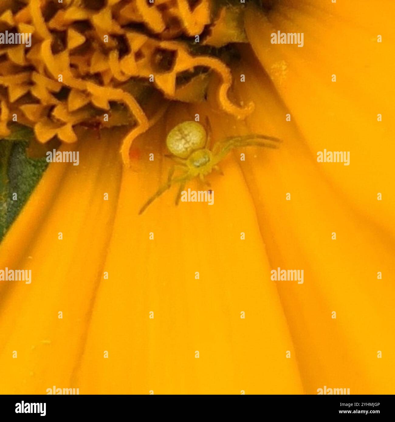 Ebrechtella tricuspidata hi-res stock photography and images - Alamy