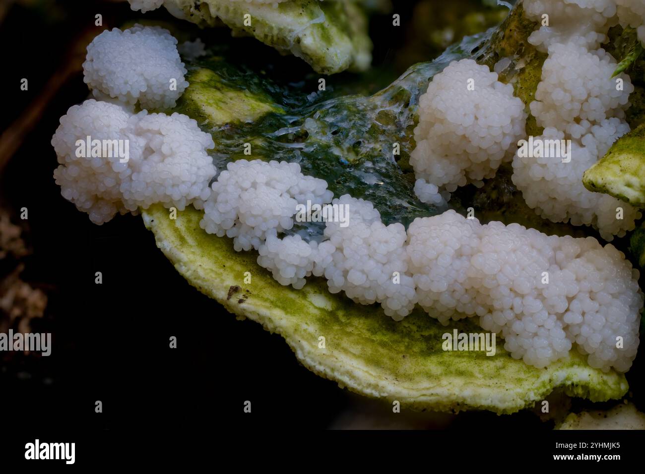 Stiftslim hi-res stock photography and images - Alamy