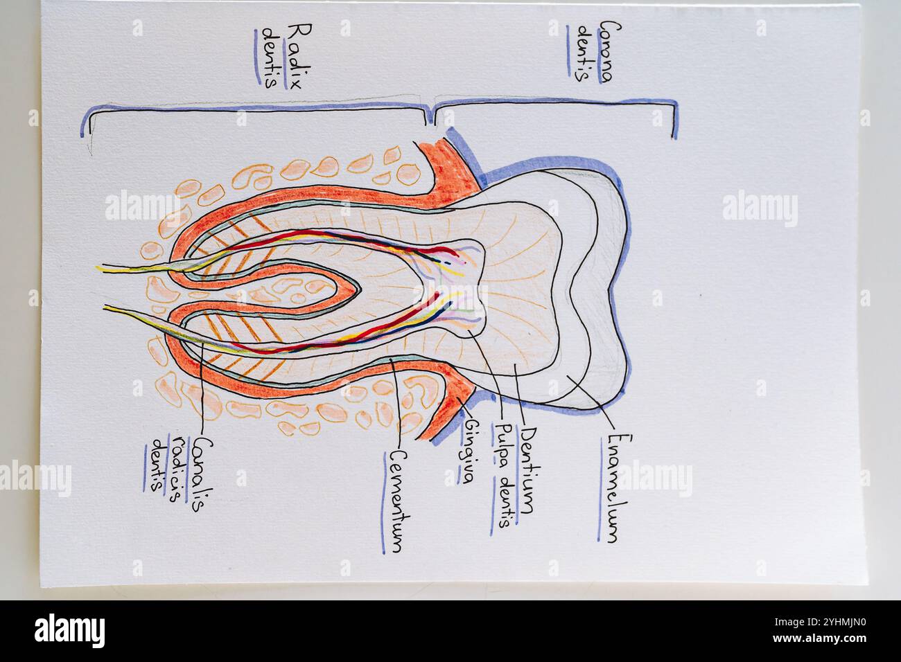 tooth cut anatomy layout outline illustration Stock Photo - Alamy