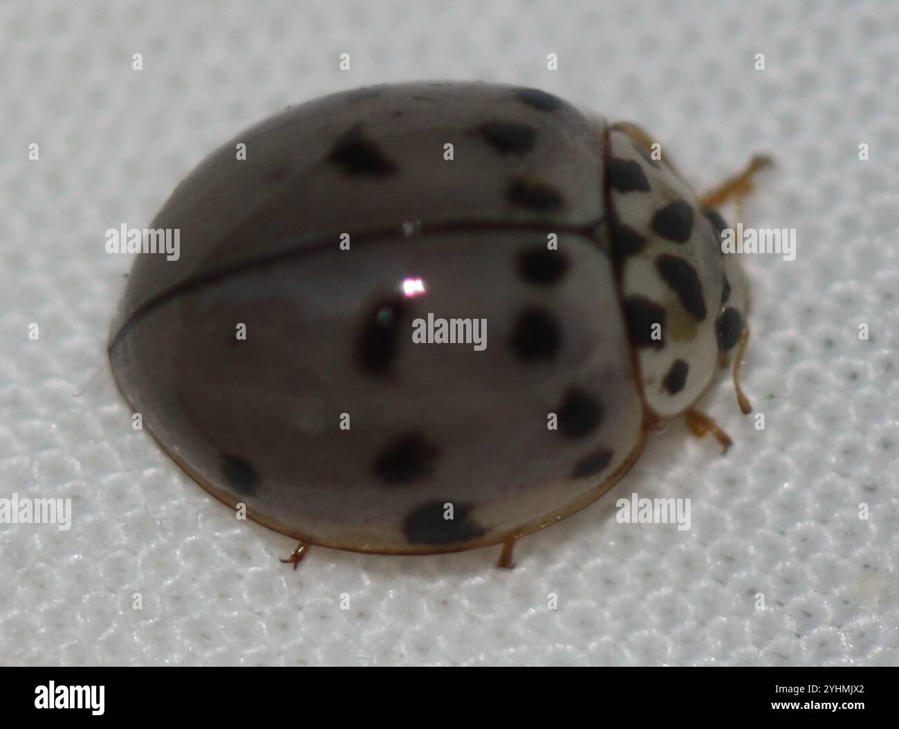 Ashy gray lady beetle hi-res stock photography and images - Alamy