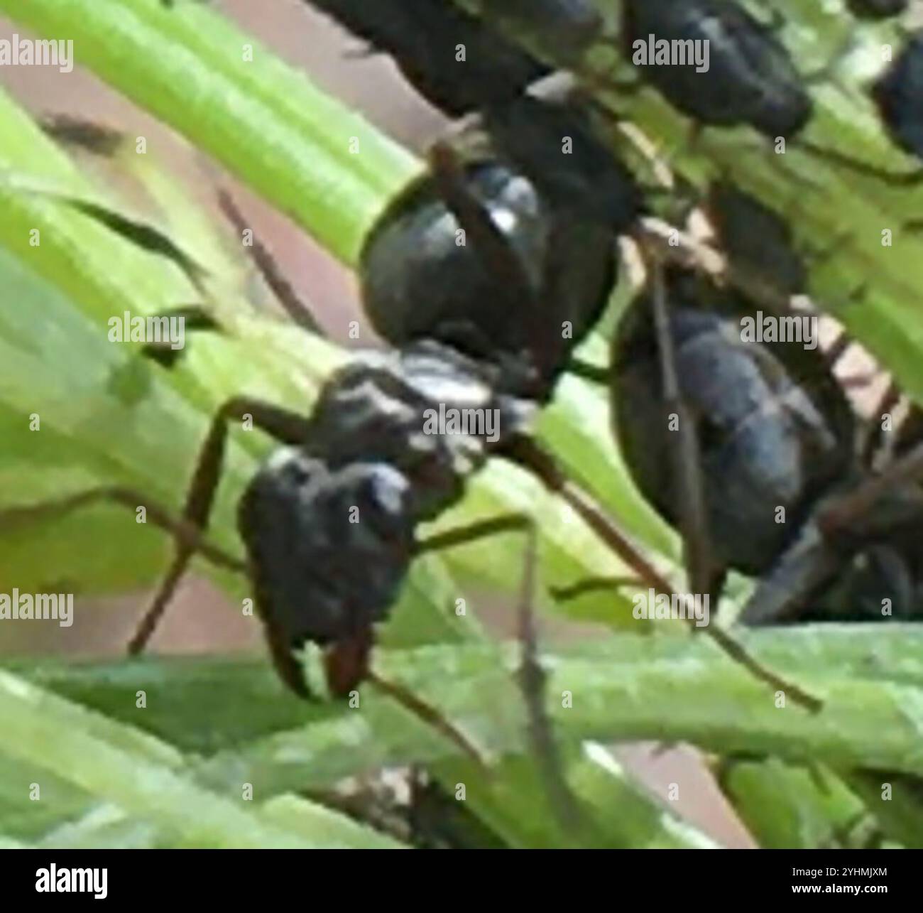 fusca-group Field Ants and Allies (Formica fusca Stock Photo - Alamy