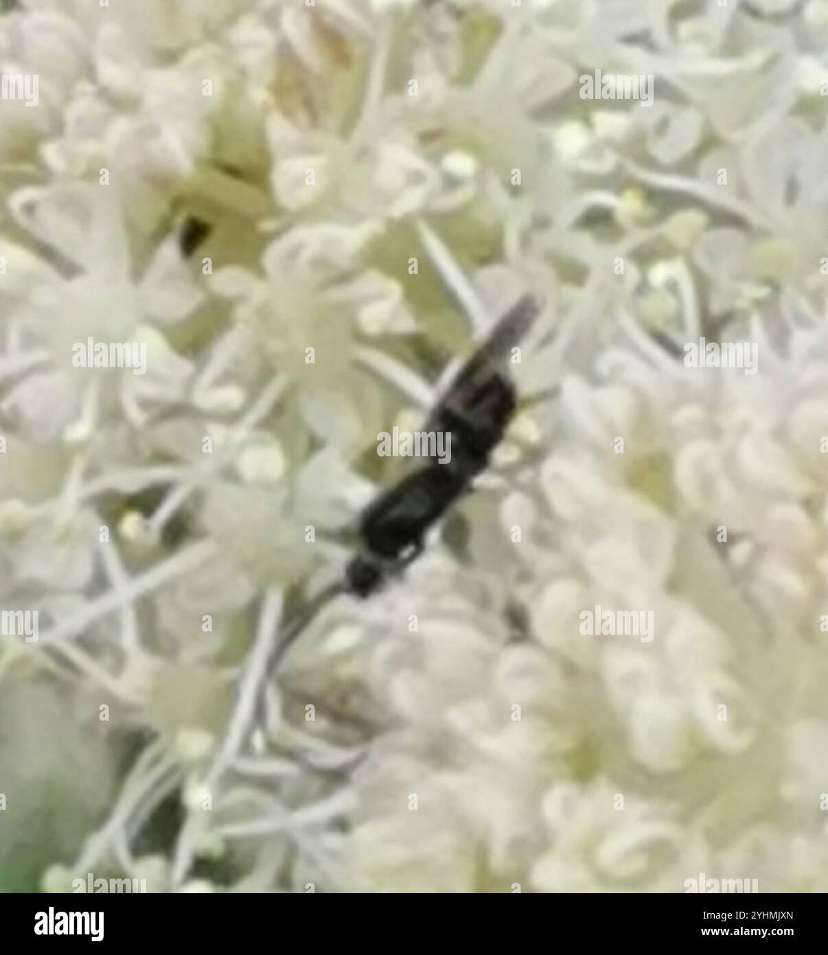 Ants, Bees, Wasps, and Sawflies (Hymenoptera Stock Photo - Alamy