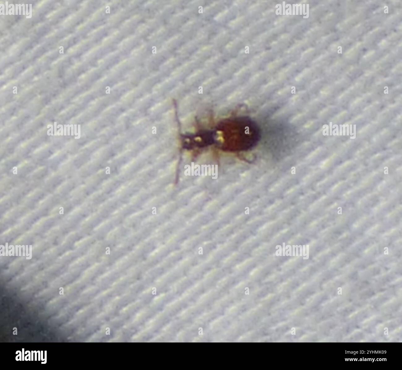 Ant-like Stone Beetles (Scydmaeninae Stock Photo - Alamy