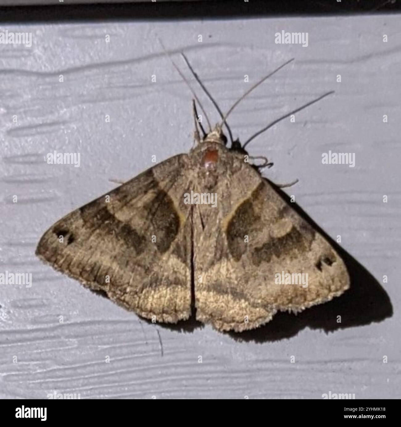 Clover Looper Moth (Caenurgina crassiuscula Stock Photo - Alamy