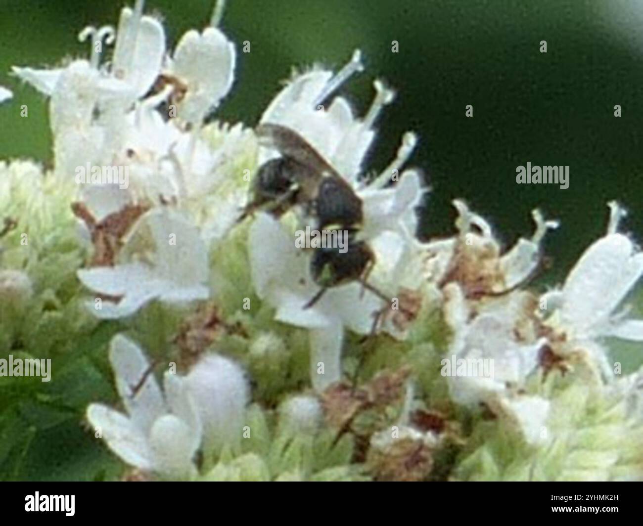 Masked Bees (Hylaeus Stock Photo - Alamy