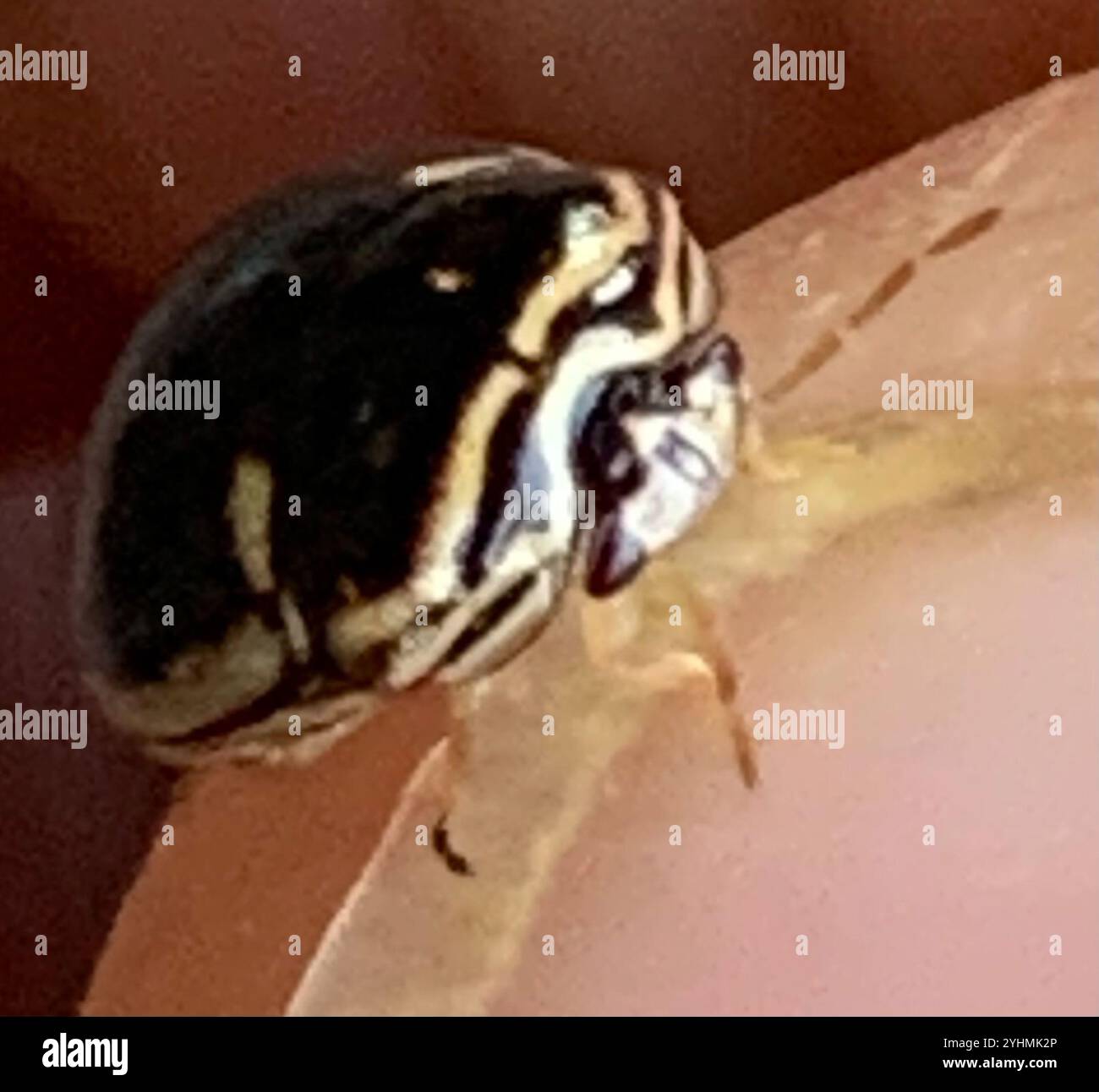 Black Stink Bug (Coptosoma xanthogramma Stock Photo - Alamy