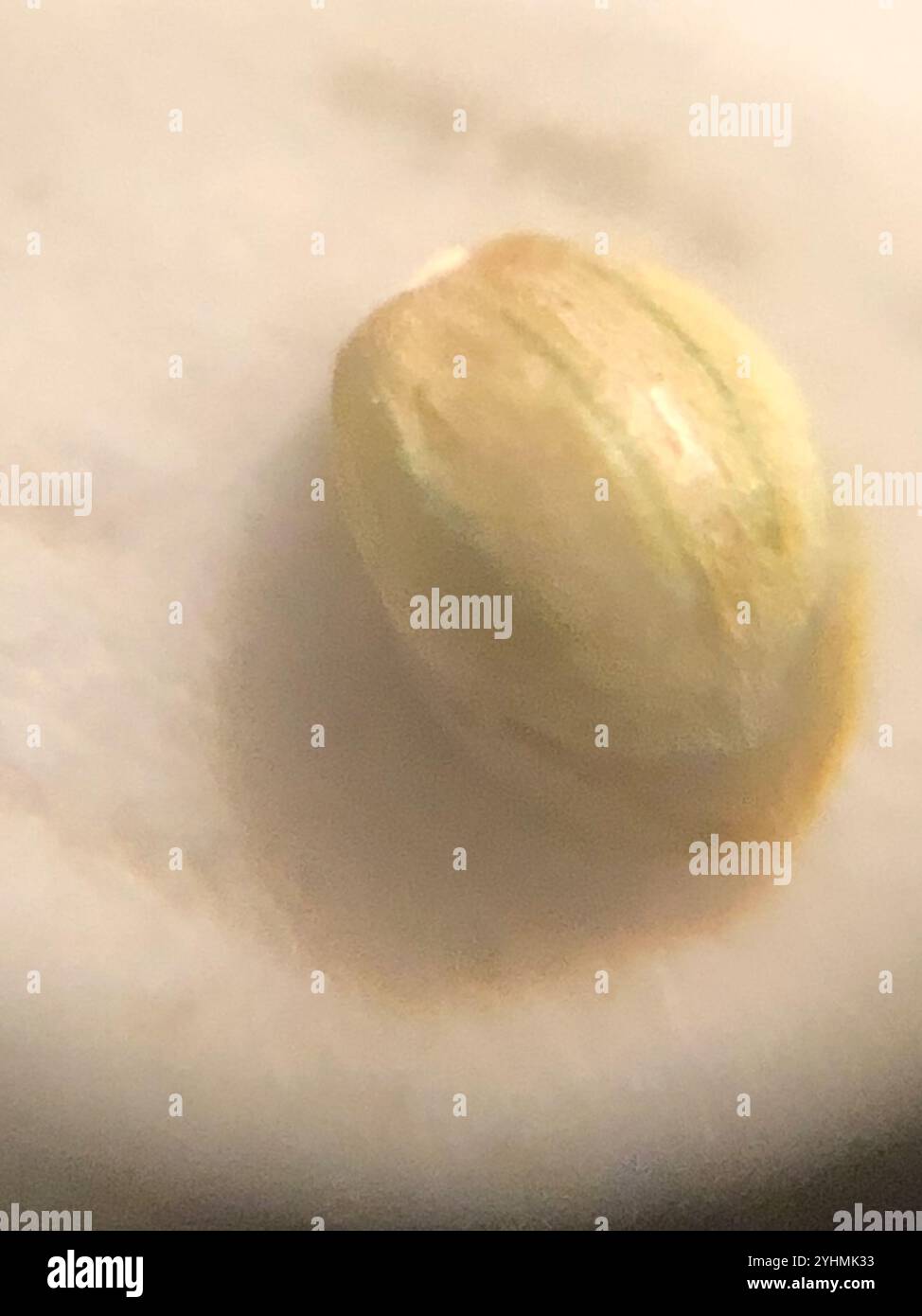 Thin Paspalum (Paspalum setaceum Stock Photo - Alamy