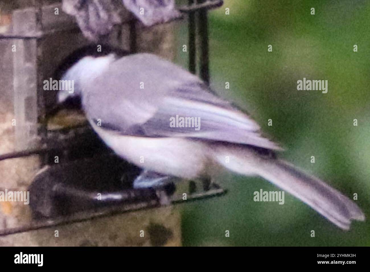 Carolina Chickadee (Poecile carolinensis Stock Photo - Alamy
