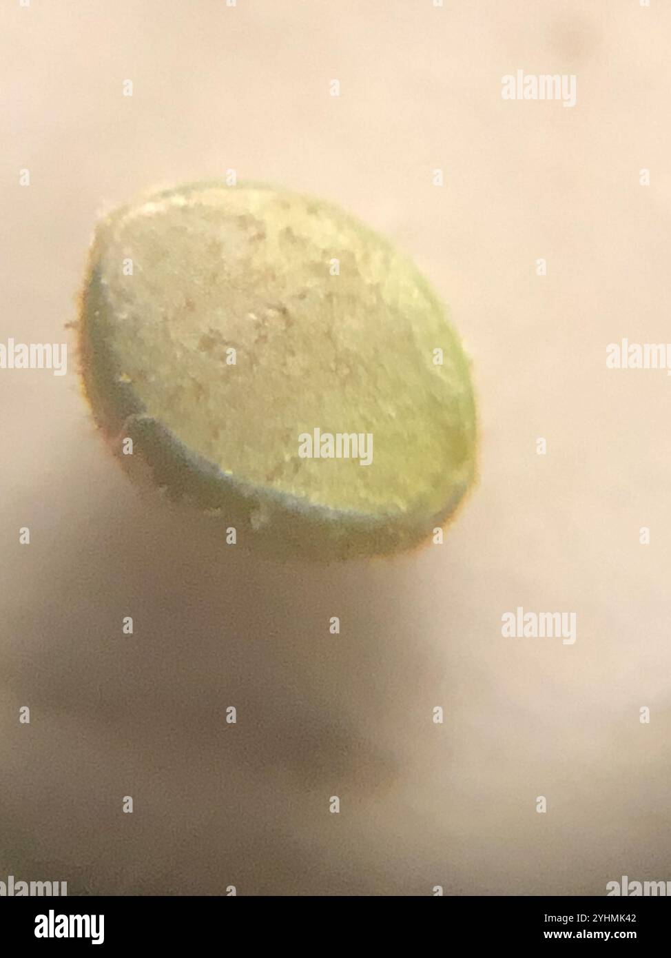 yellow sand paspalum (Paspalum setaceum stramineum Stock Photo - Alamy