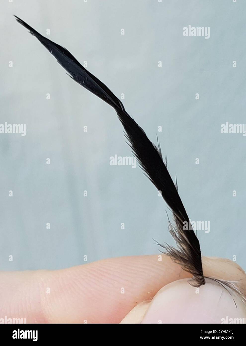 New World Blackbirds and Orioles (Icteridae Stock Photo - Alamy