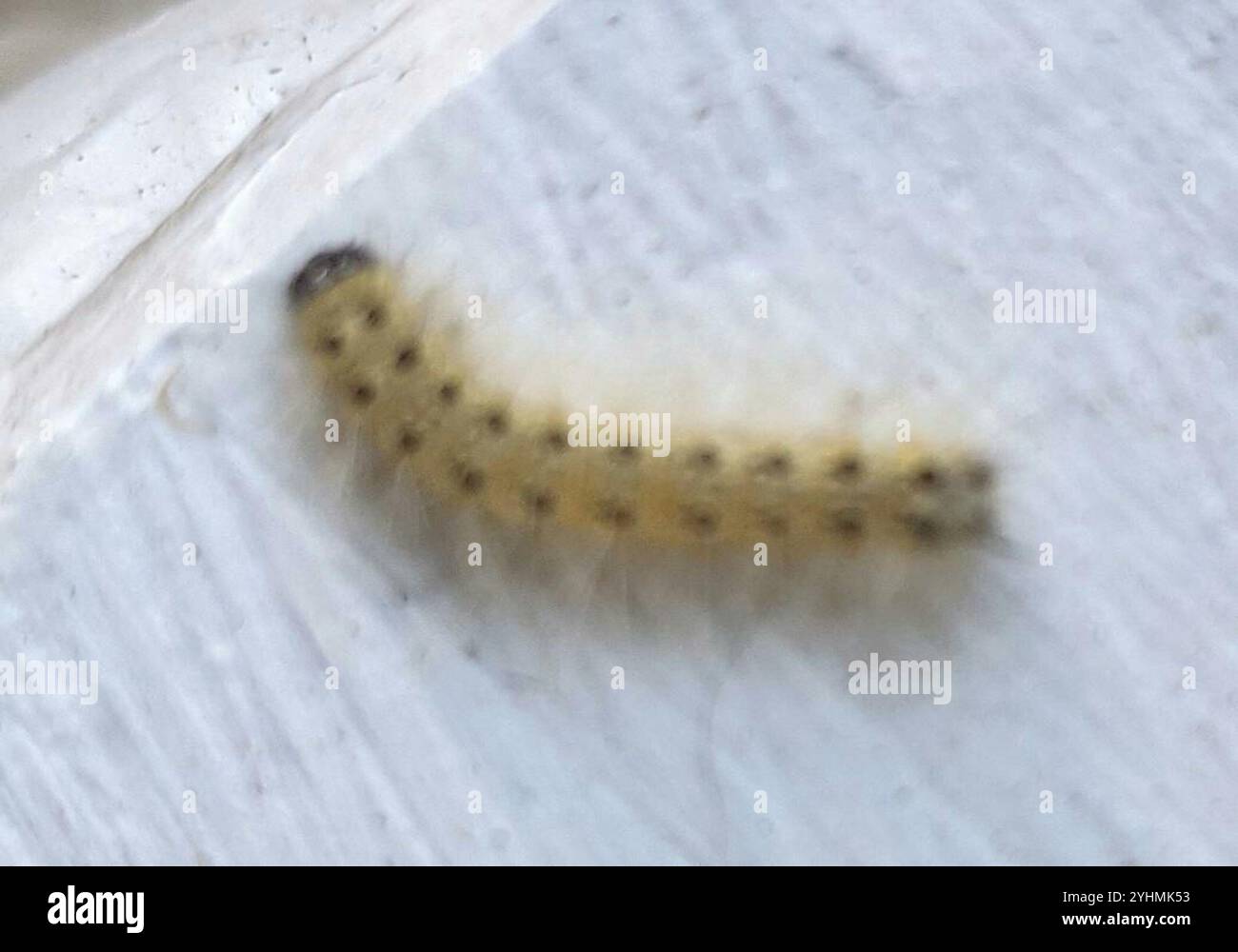 Fall Webworm Moth (Hyphantria cunea Stock Photo - Alamy