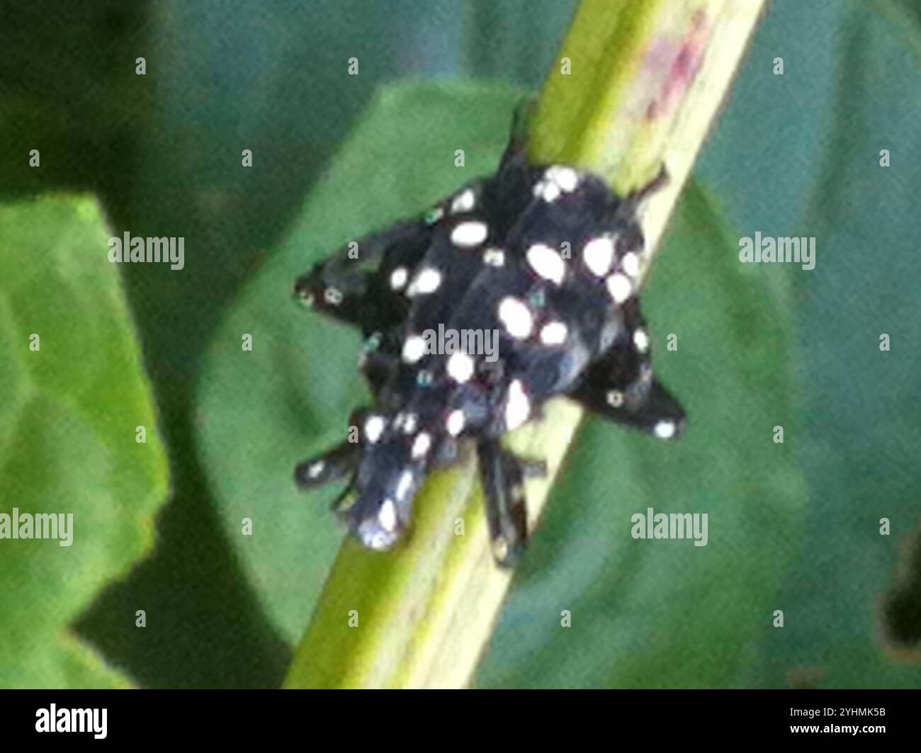 Spotted Lanternfly (Lycorma delicatula Stock Photo - Alamy