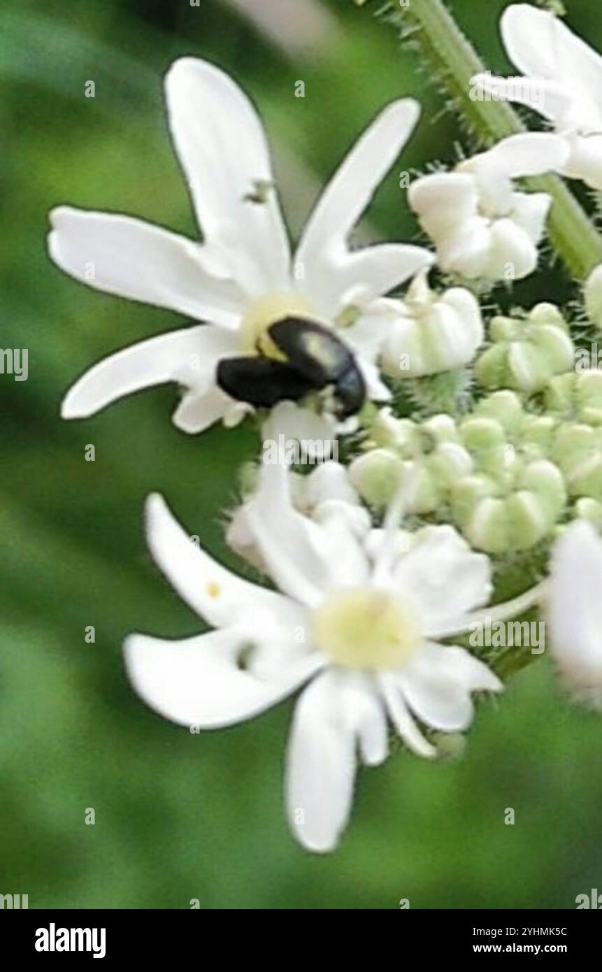 Common Pollen Beetle (Brassicogethes aeneus Stock Photo - Alamy