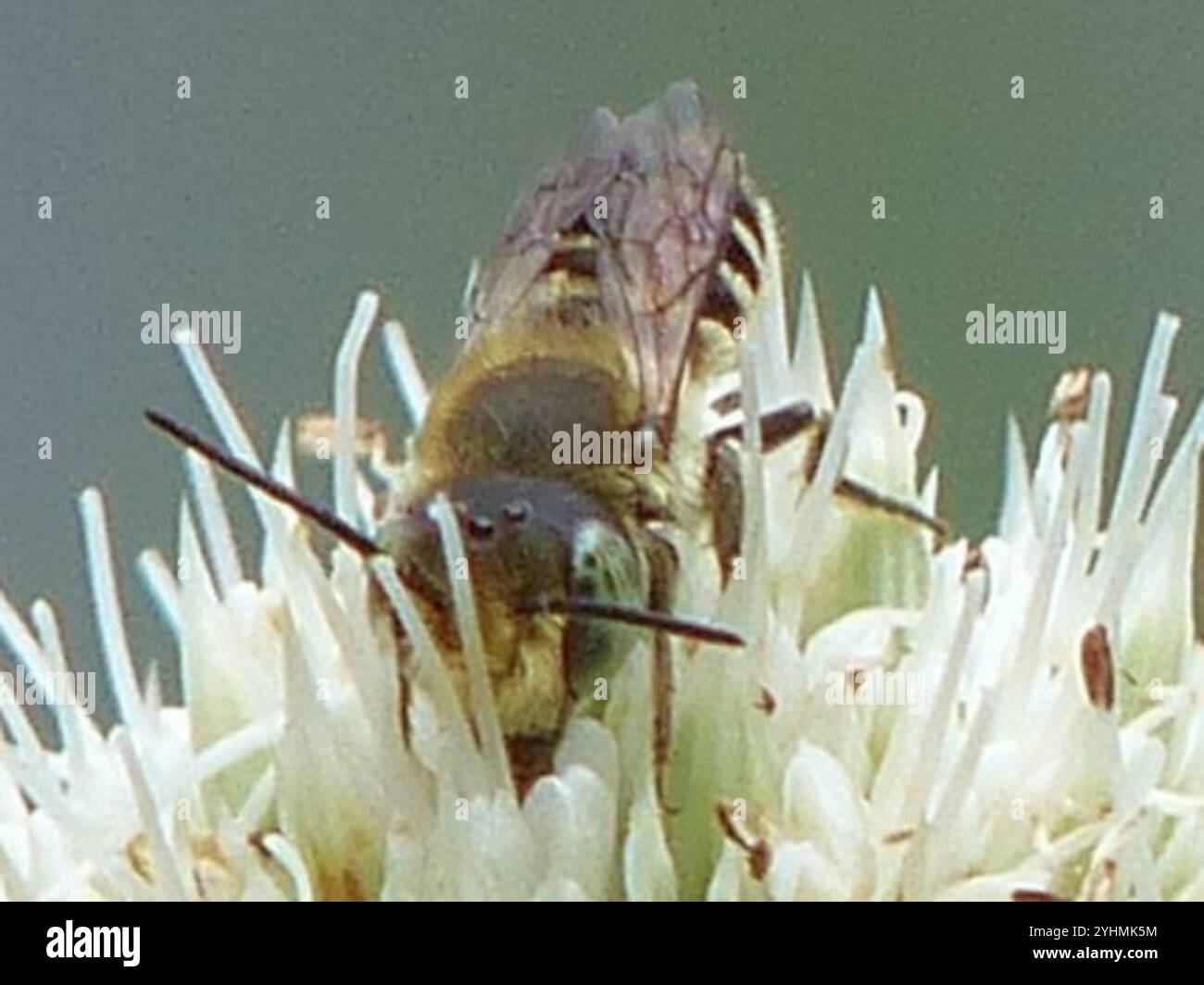 Alfalfa Leafcutter Bee (Megachile rotundata Stock Photo - Alamy