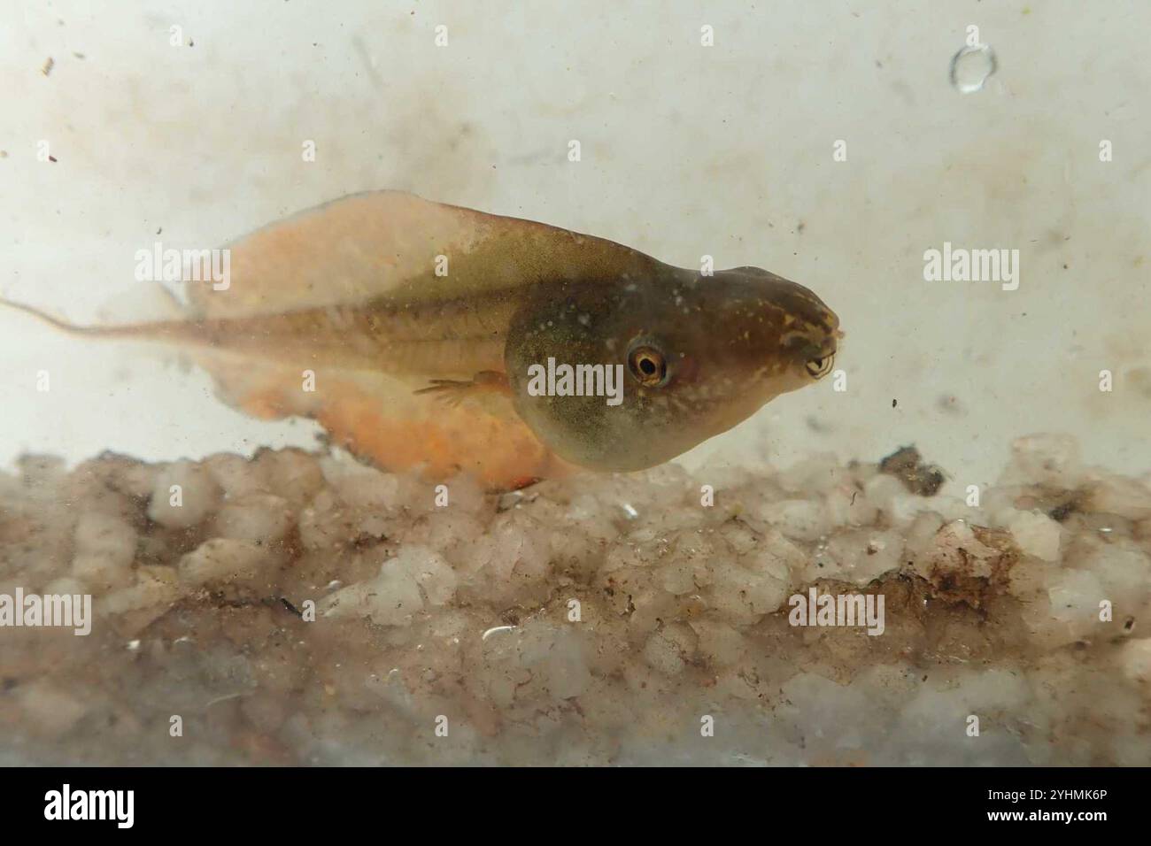 Kassina senegalensis hi-res stock photography and images - Alamy