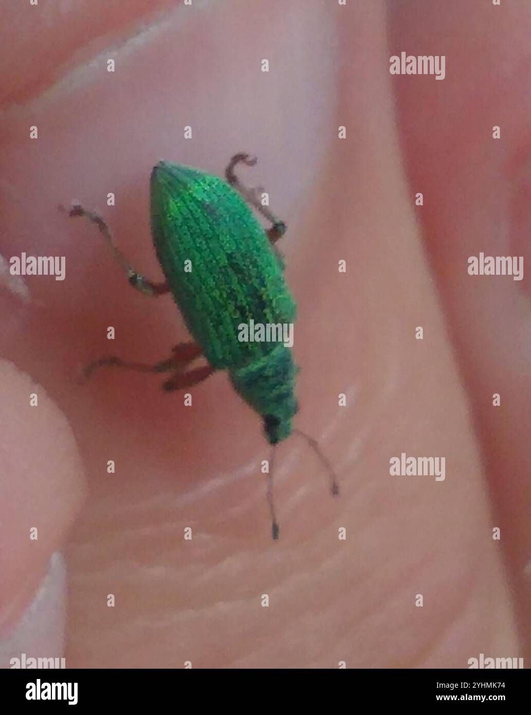 Green Immigrant Leaf Weevil (Polydrusus formosus Stock Photo - Alamy